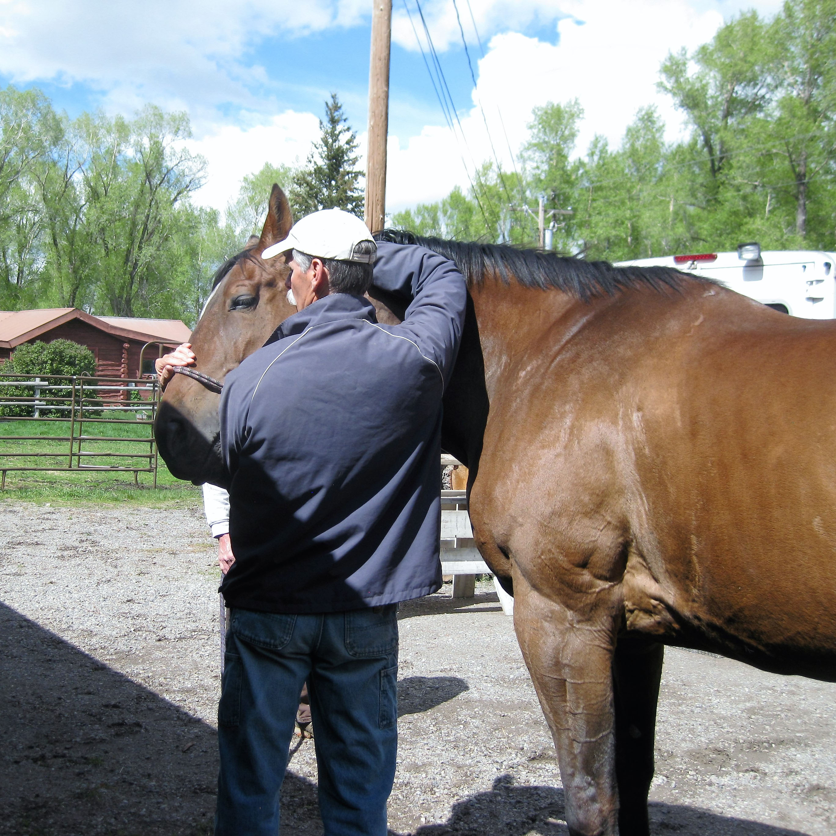 lee-lofgren-equine-and-canine-chiropractic-care-work-13 | Equine and ...