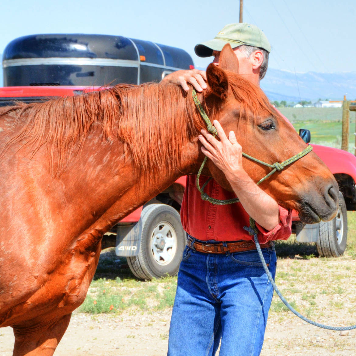 LEE lee-lofgren-equine-and-canine-chiropractic-care-work-5 | Equine and ...