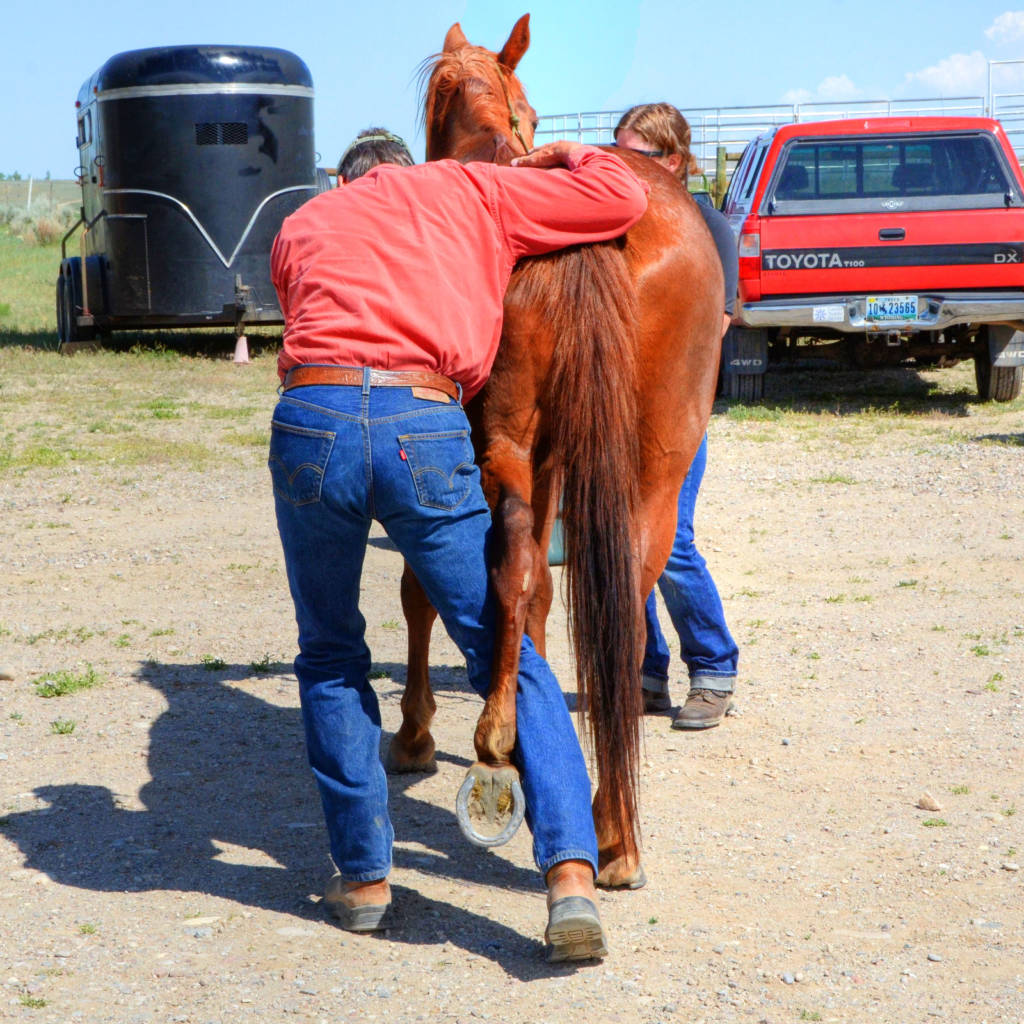 lee-lofgren-equine-and-canine-chiropractic-care-work-8 | Equine and ...
